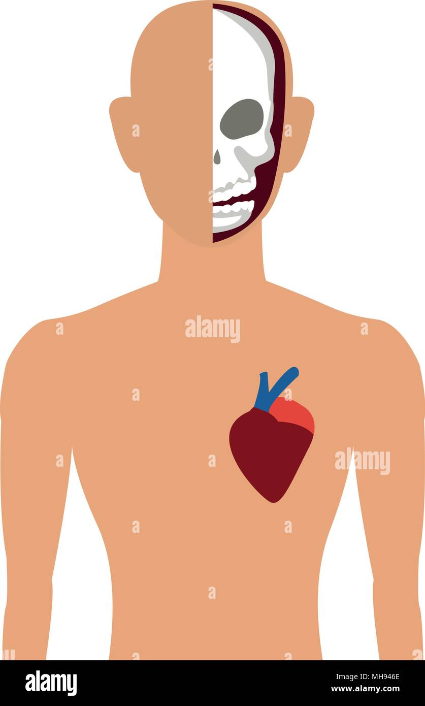 Human body anatomy Stock Vector Image & Art - Alamy