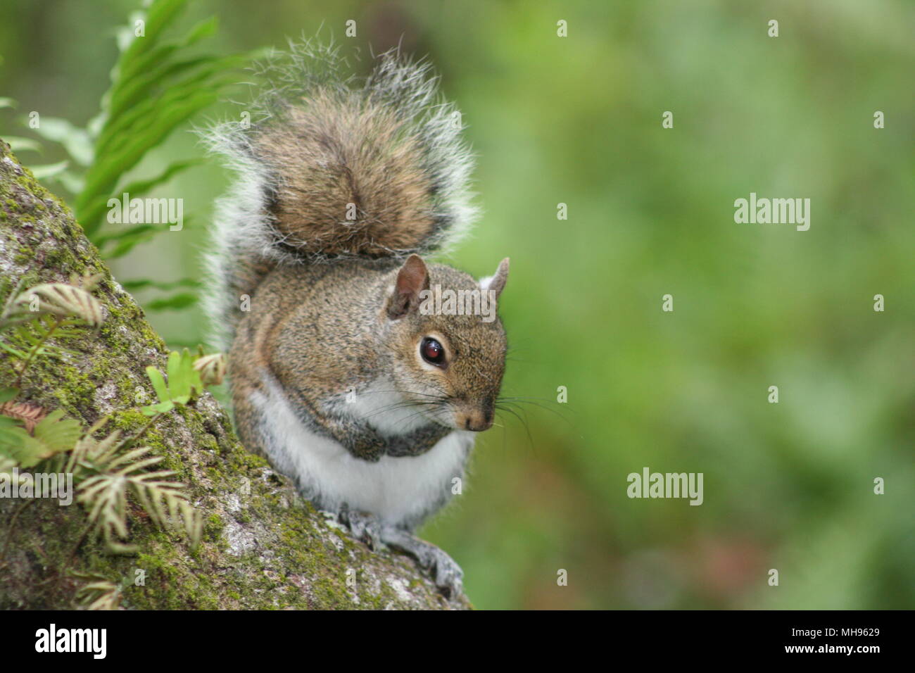 Squirrel sitting oak tree hi-res stock photography and images - Alamy