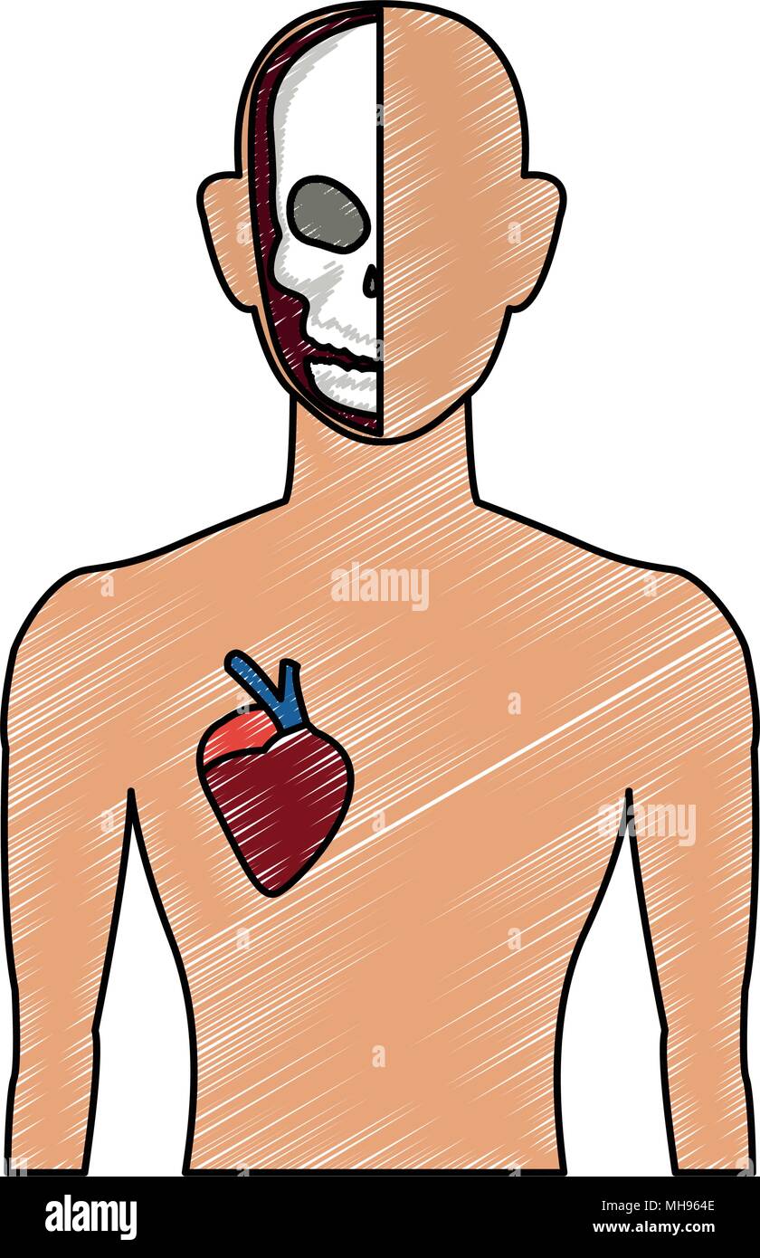Human body anatomy scribble Stock Vector Image & Art - Alamy