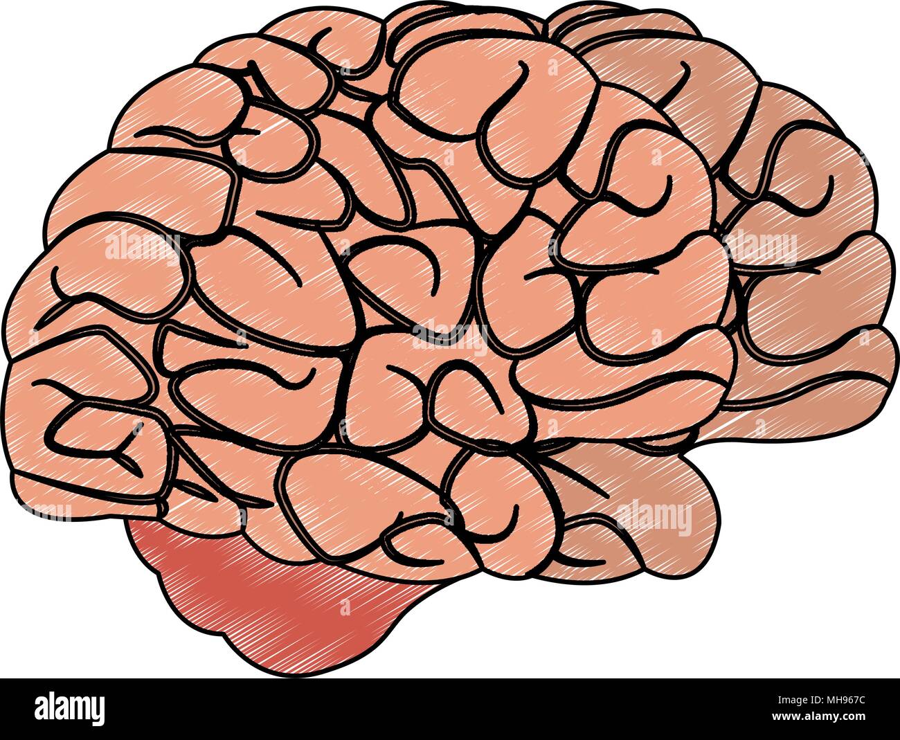Human brain cartoon scribble Stock Vector Image & Art - Alamy