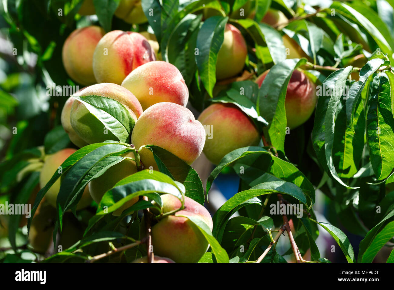 Ripe peaches in the garden, farming, summer fruit harvest Stock Photo ...