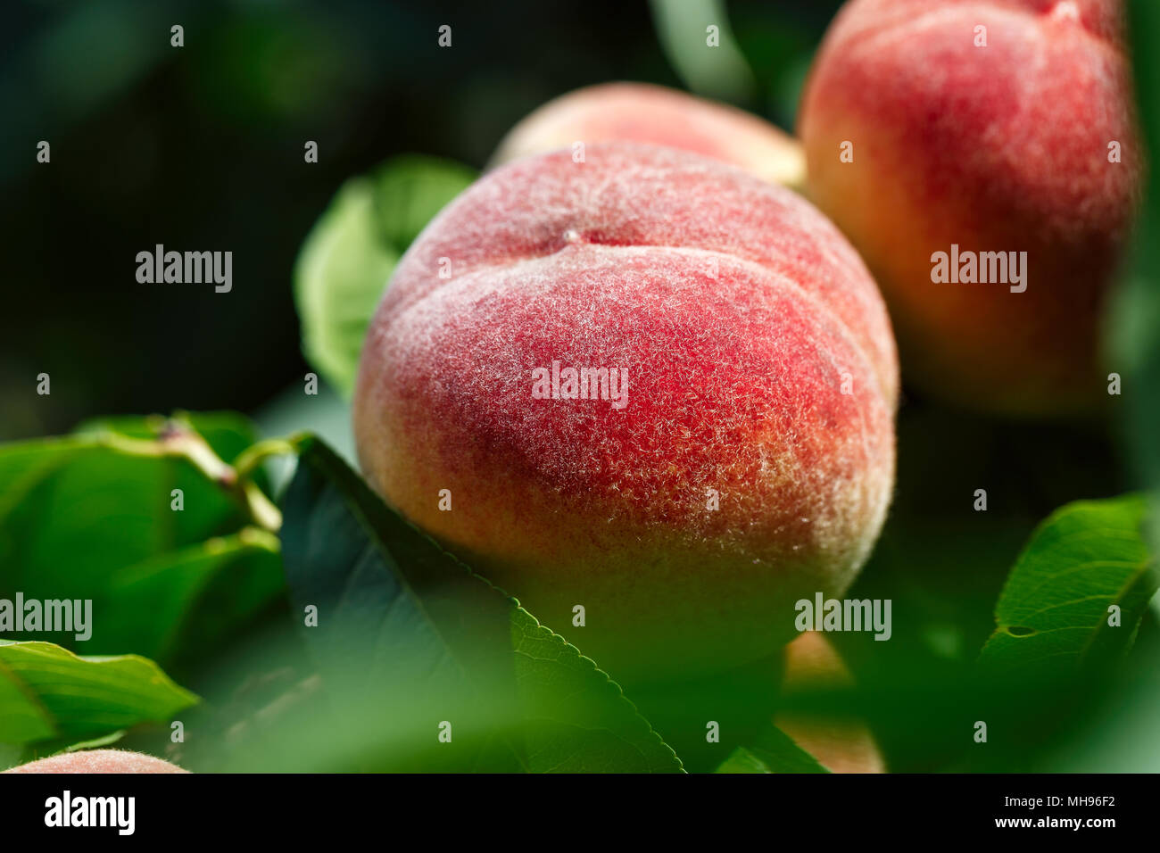 Ripe organic peaches close-up, fresh fruit background Stock Photo - Alamy