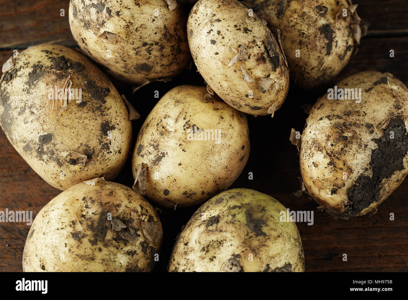 A young potato close-up, potatoes only from the garden - unwashed, in ...