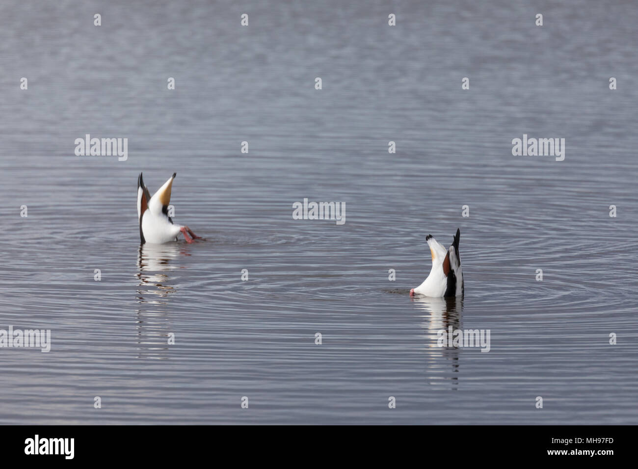 Embarrassing hi-res stock photography and images - Alamy