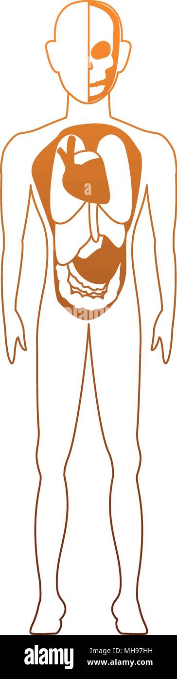 Anatomy male muscular system Stock Vector Images - Alamy