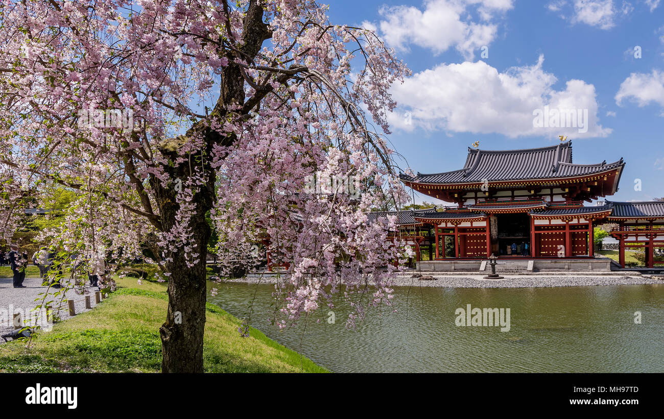 Blossoming tree at the Byodo-In Temple in Uji, Kyoto, Japan in spring ...