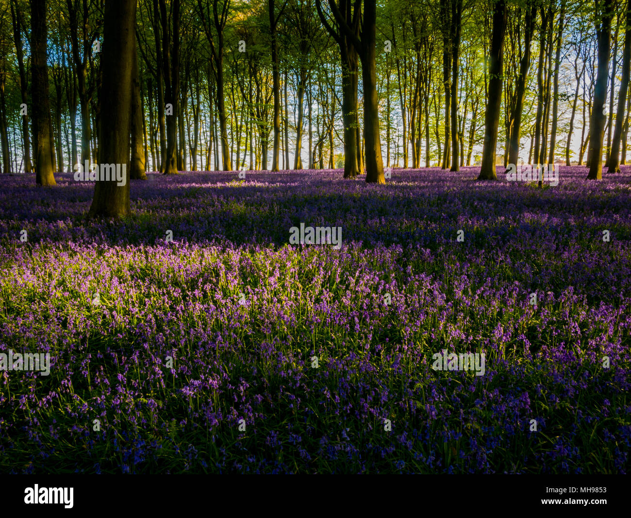 Bluebell Woods, (Kings Wood) Kent, UK Stock Photo - Alamy