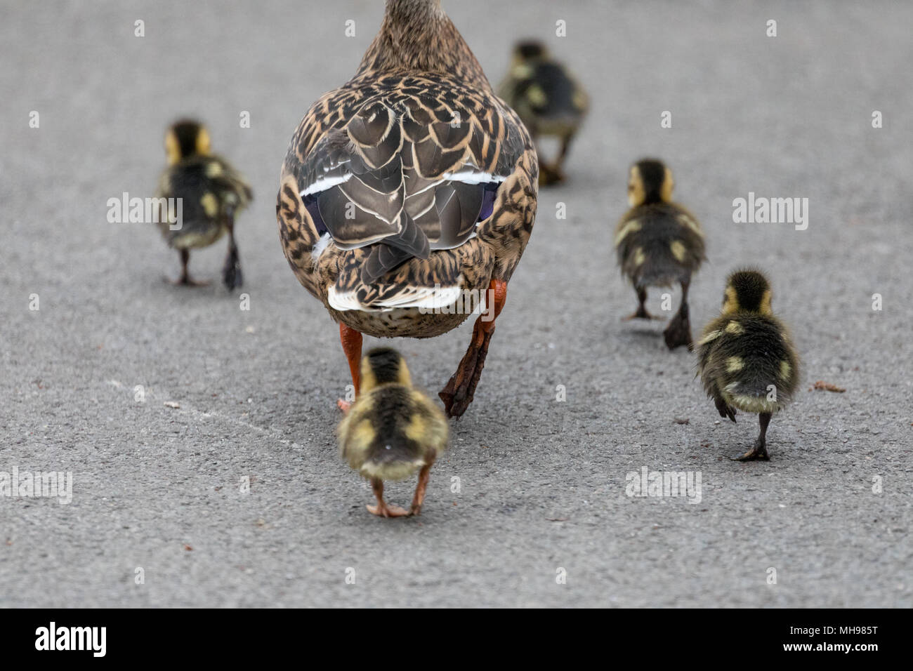 Ducklings walking hi-res stock photography and images - Alamy