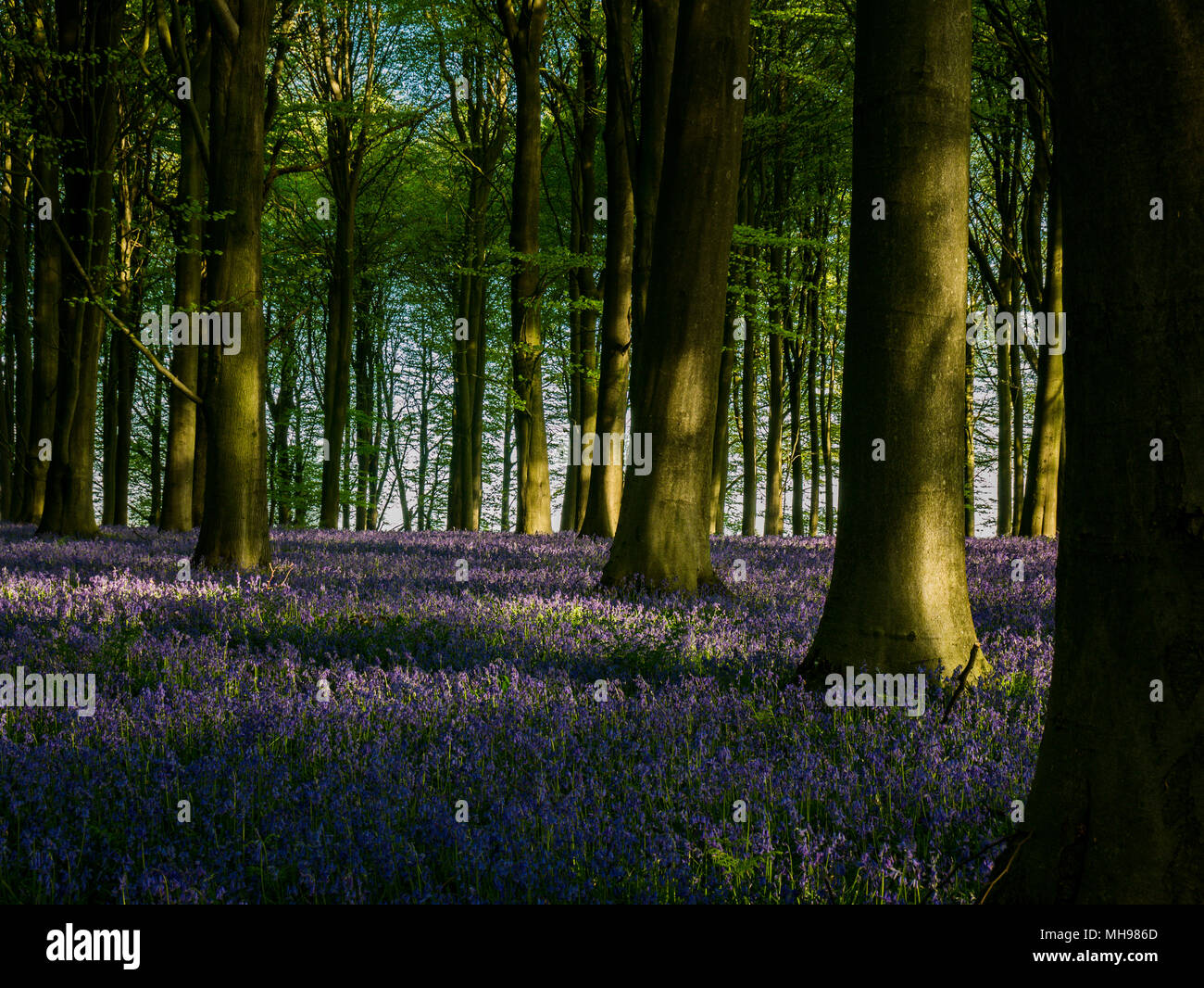 Kent kings wood hi-res stock photography and images - Alamy