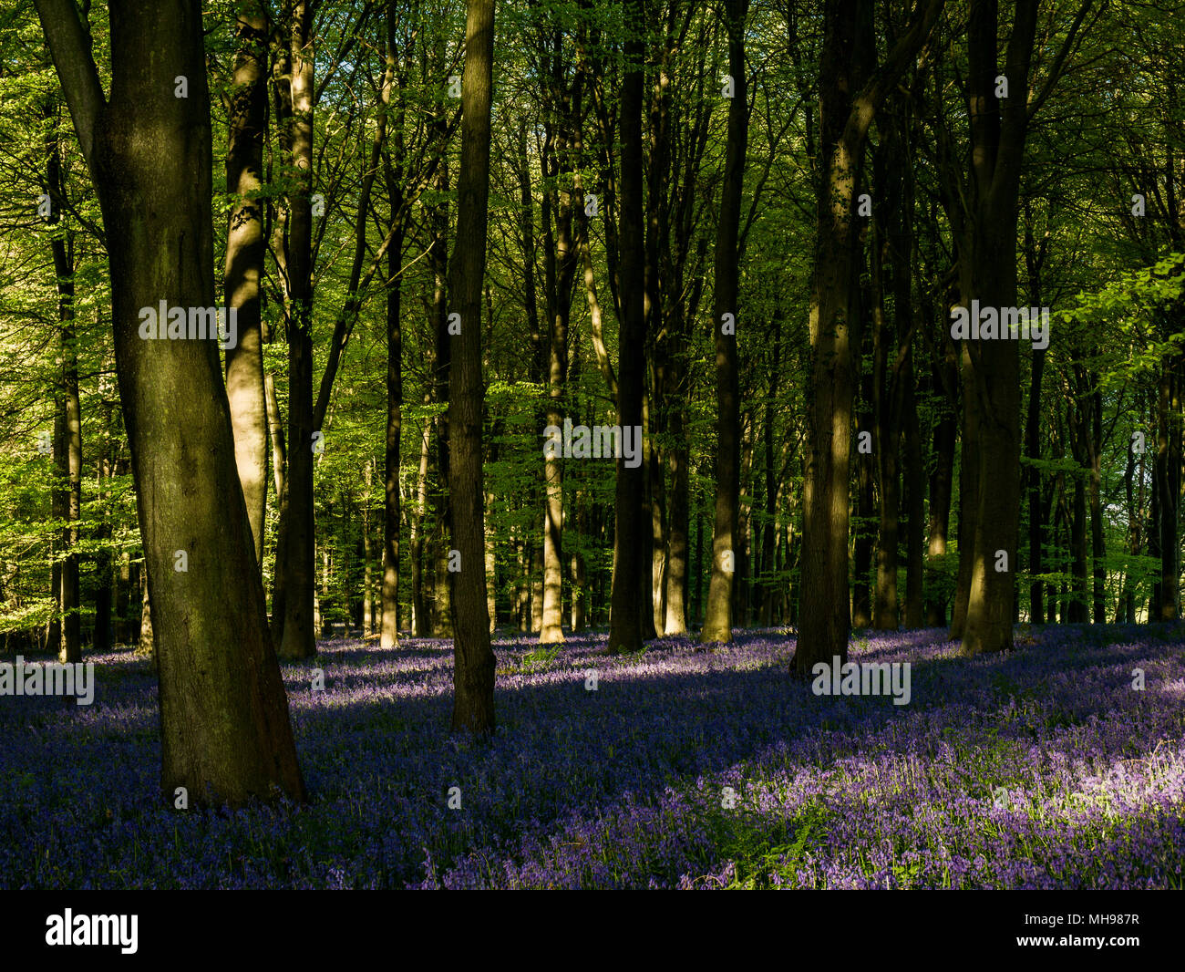 Kent kings wood hi-res stock photography and images - Alamy