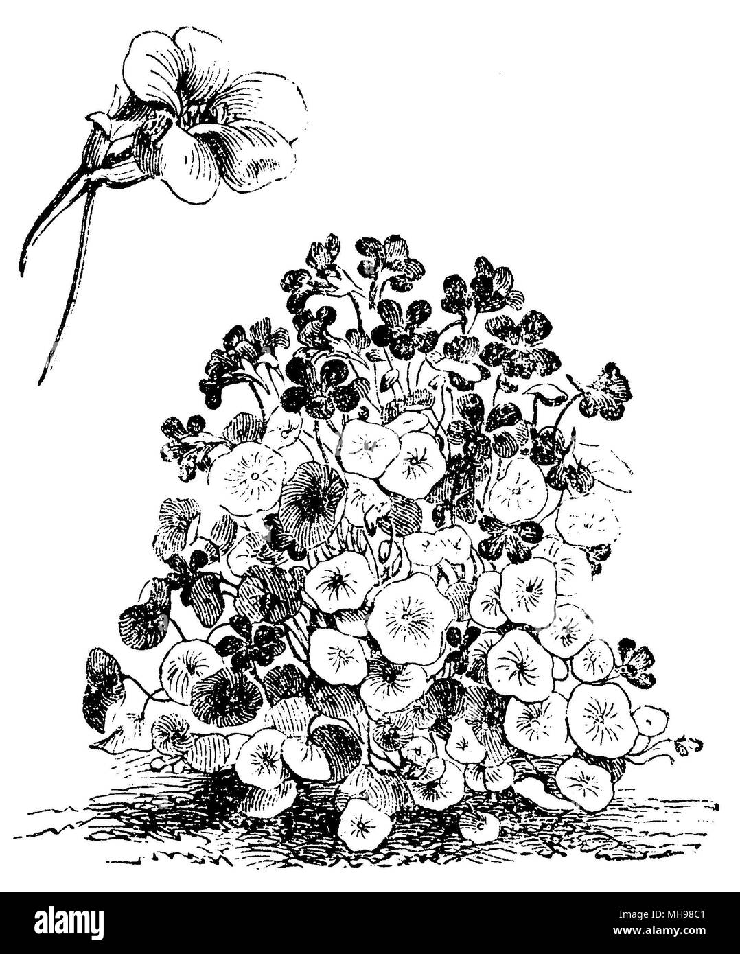 Garden garden dwarf Black and White Stock Photos & Images - Alamy