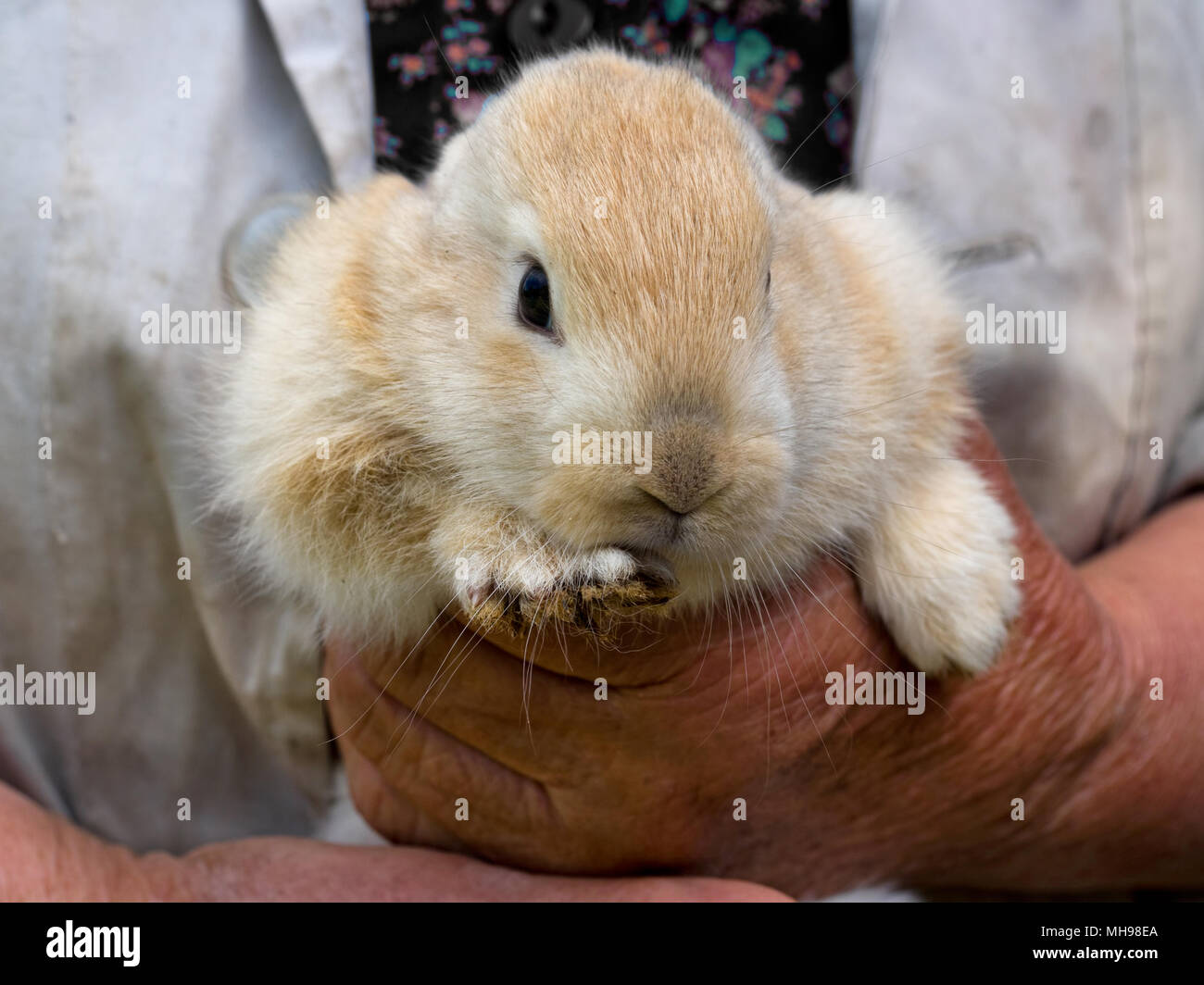 Cute little brown rabbit hi-res stock photography and images - Alamy