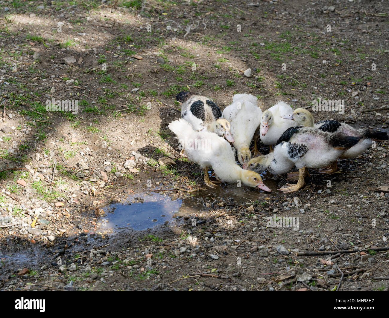 Growing feathers hi-res stock photography and images - Alamy