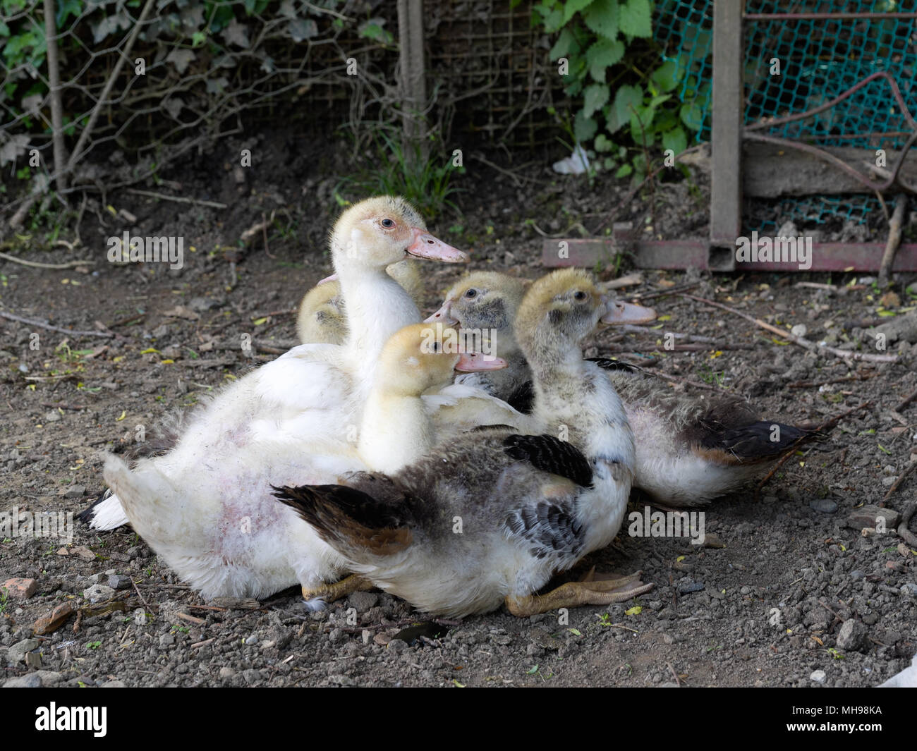 Free range ducks hi-res stock photography and images - Alamy