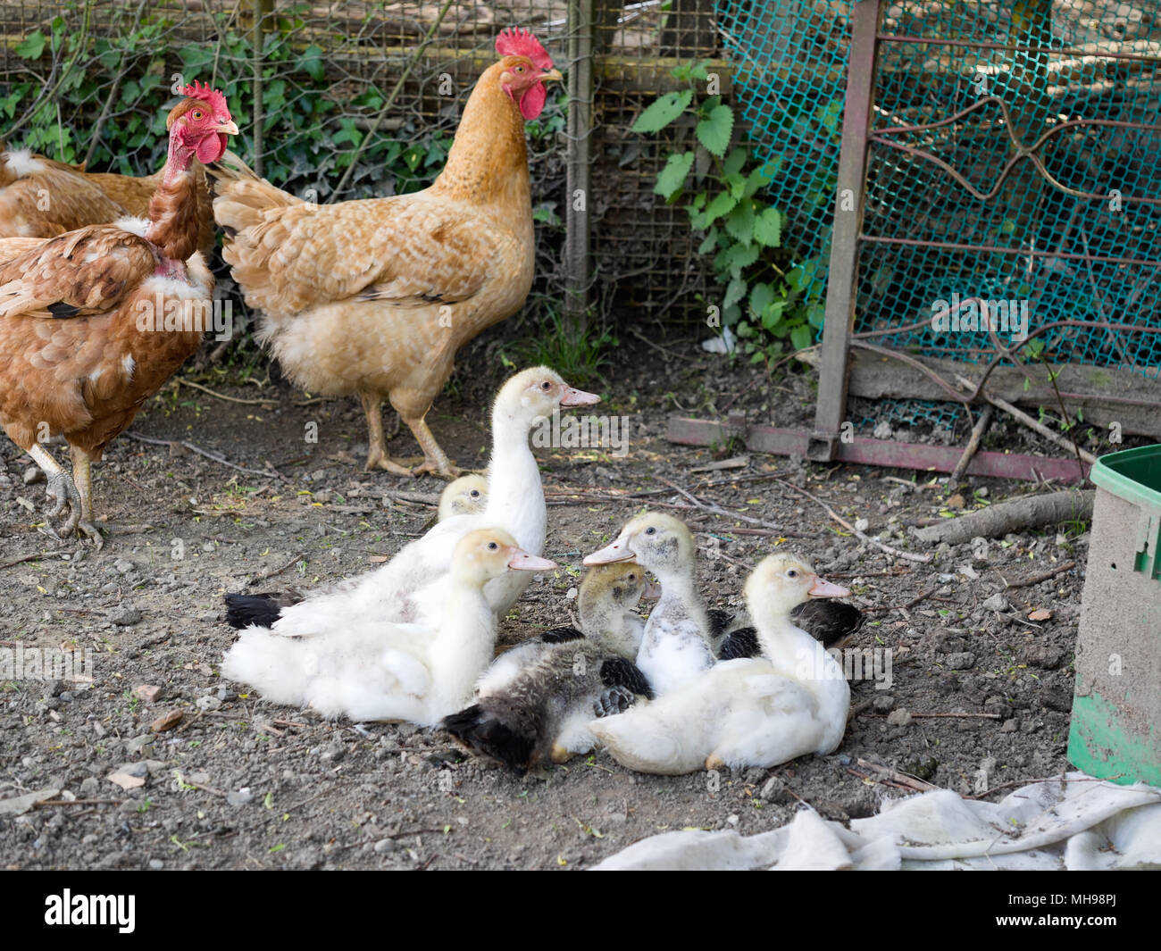 Chicken growing feathers hi-res stock photography and images - Alamy