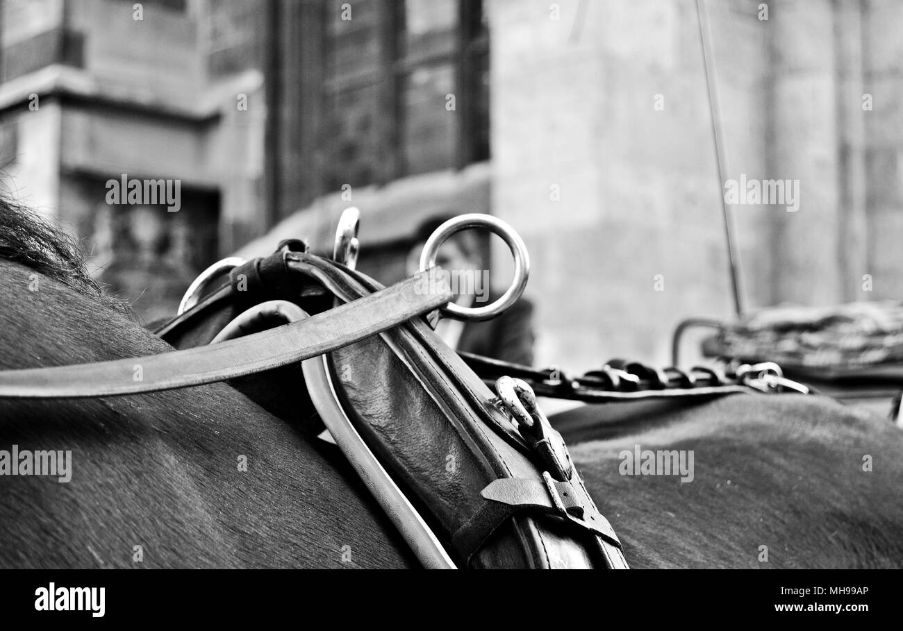 Vienna black and white hi-res stock photography and images - Alamy