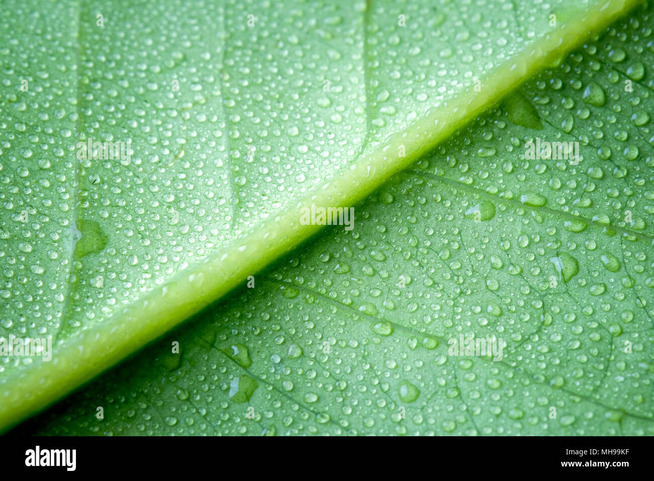 Soft Focus nature background texture green leaf with water drop Stock ...