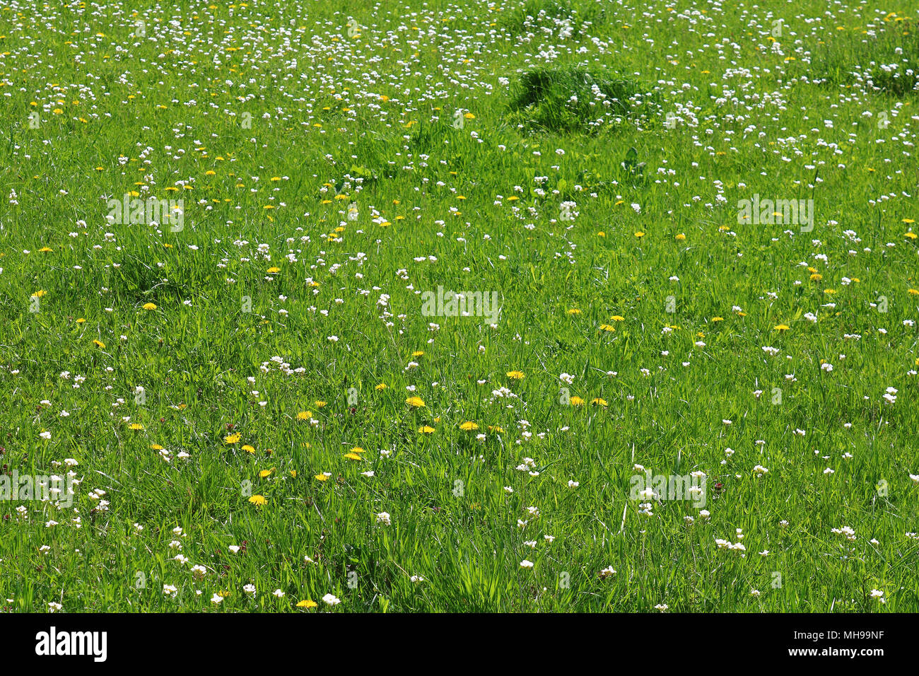 Wild flowers on a spring meadow Stock Photo - Alamy