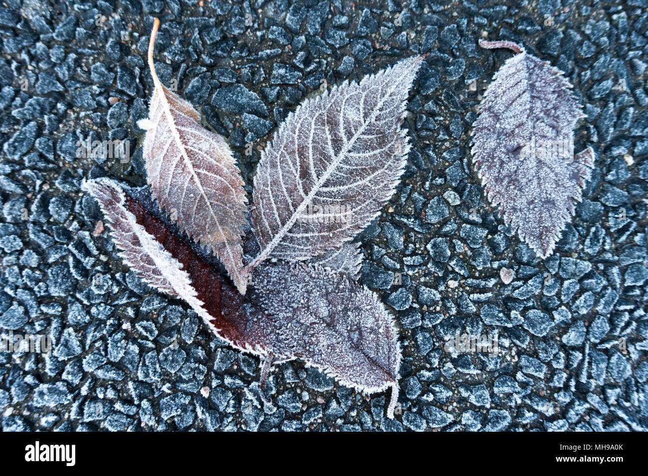 Frozen leaves hi-res stock photography and images - Alamy