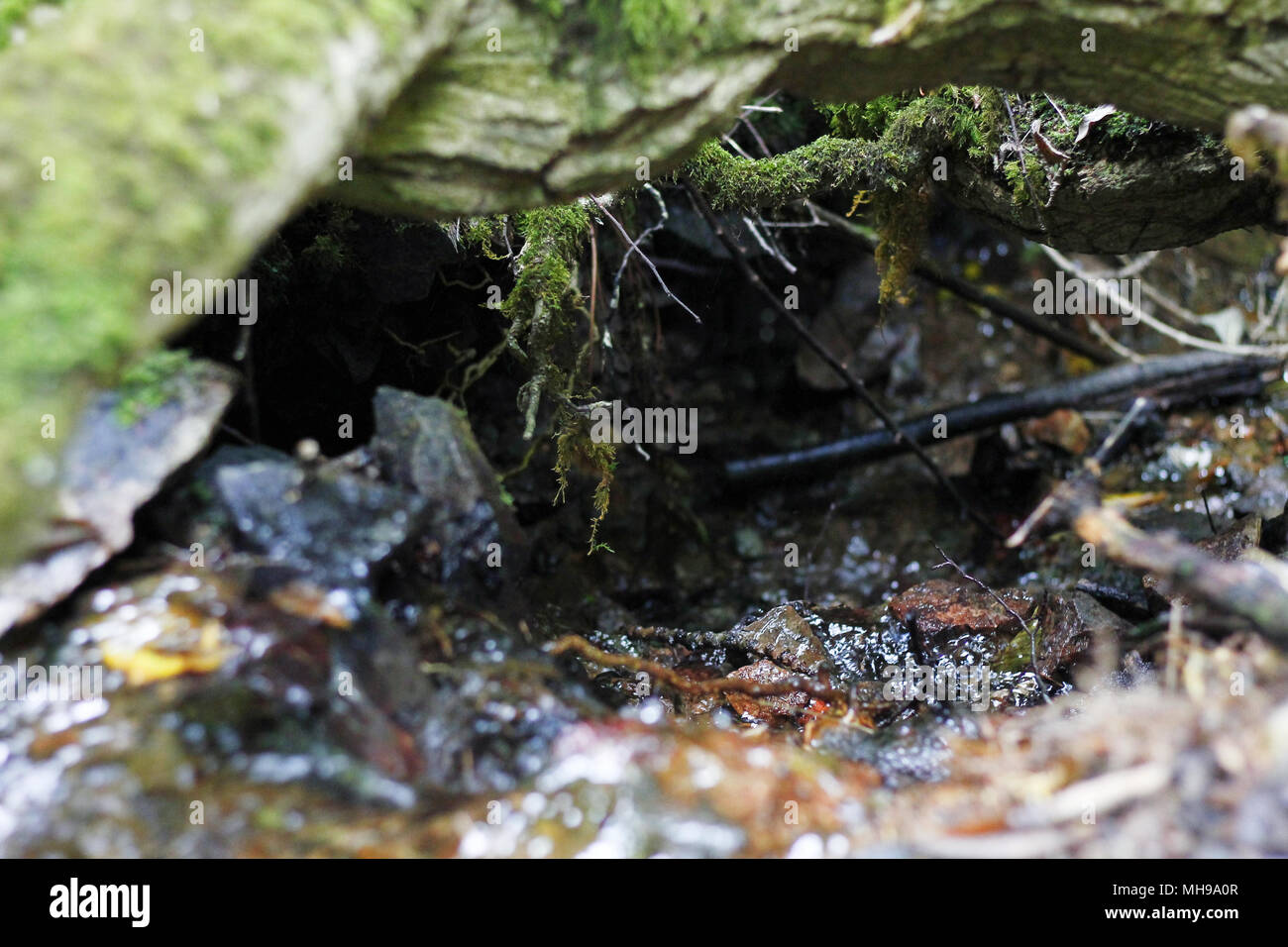 Wet undergrowth hi-res stock photography and images - Alamy