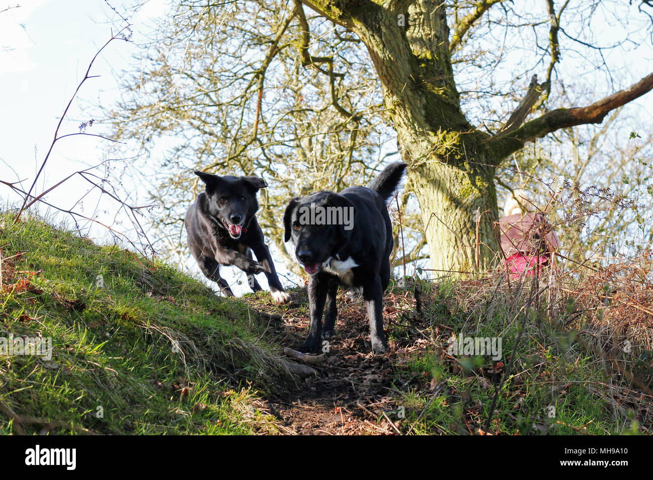 Dogs running through the woods Stock Photo - Alamy