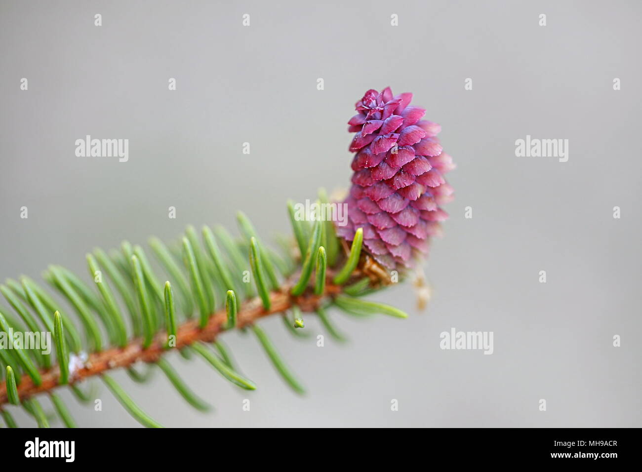 Female flower or cone of Norway spruce, Picea abies Stock Photo - Alamy