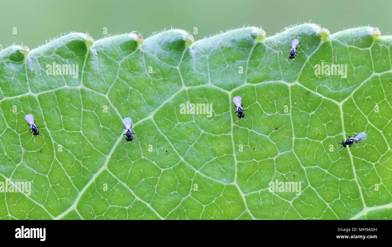 Parasitoid wasp ( Scelionidae Stock Photo - Alamy