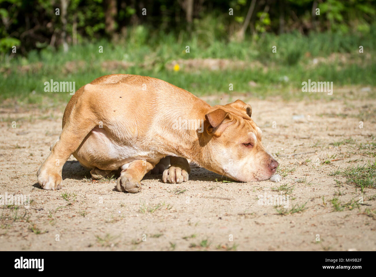 Young Working Pit Bulldog Stock Photo - Alamy