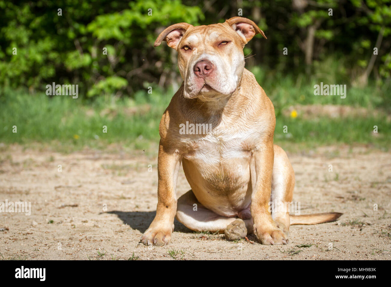 Young Working Pit Bulldog Stock Photo - Alamy
