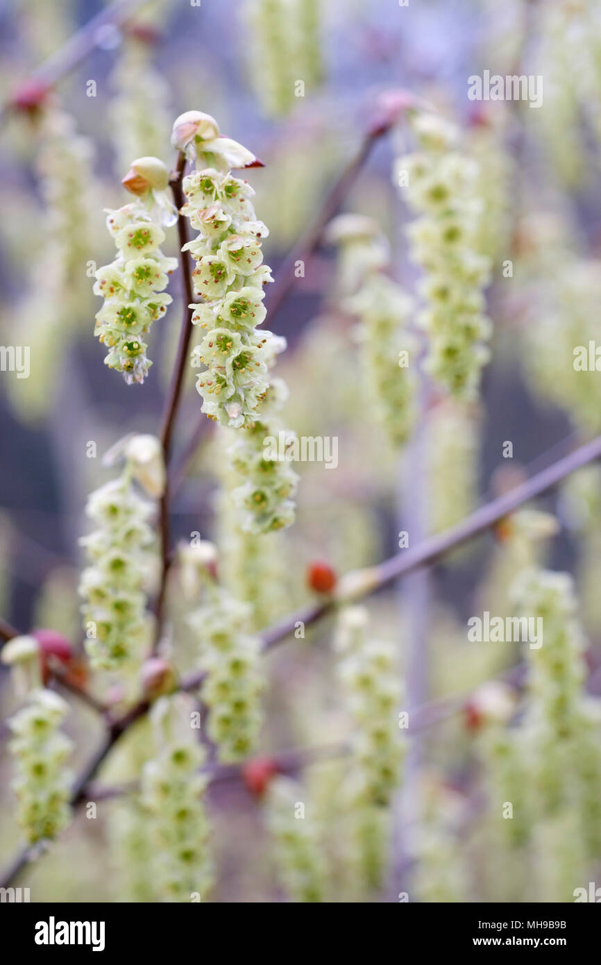 Spring flowers of Corylopsis sinensis 'Spring Purple' also known as ...