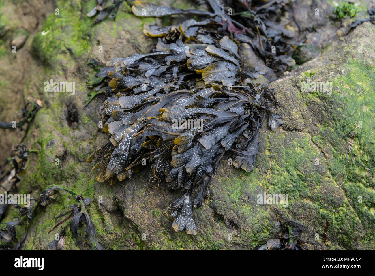 Seaweed on rocks Stock Photo - Alamy
