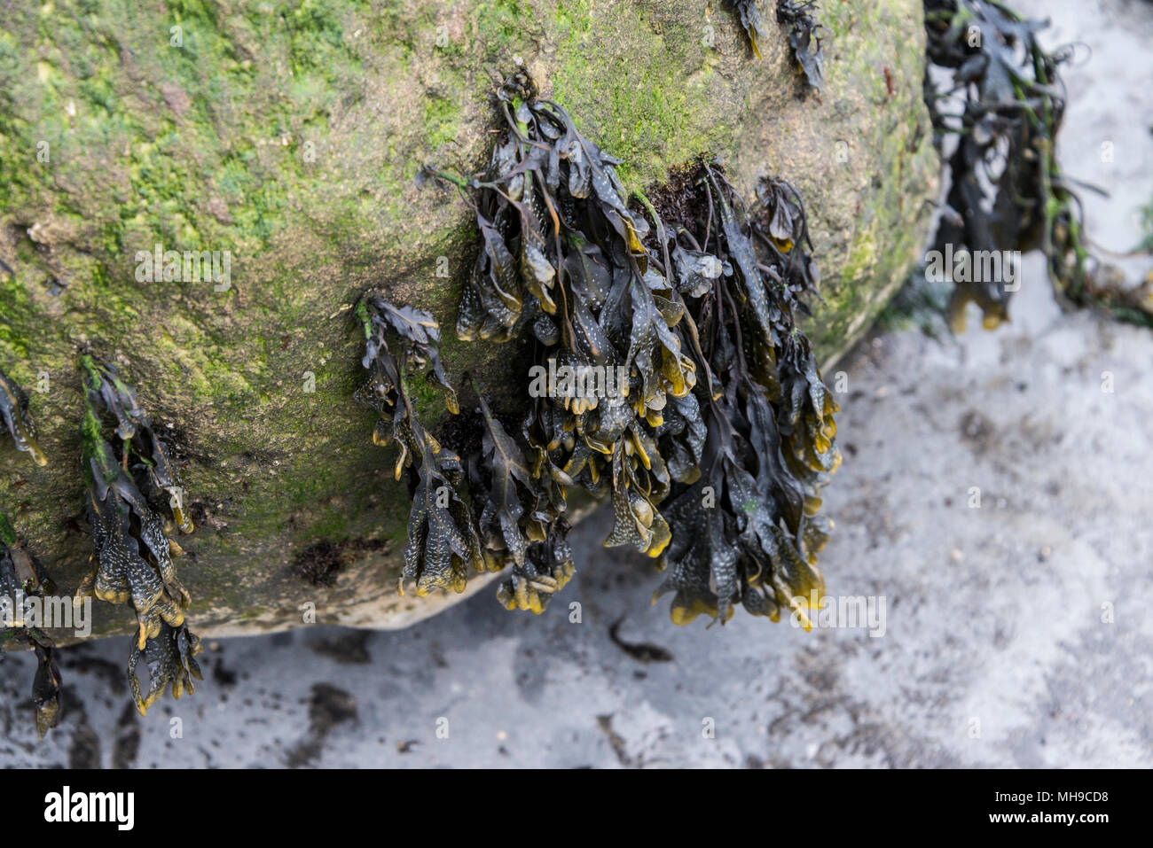 Seaweed on rocks Stock Photo - Alamy