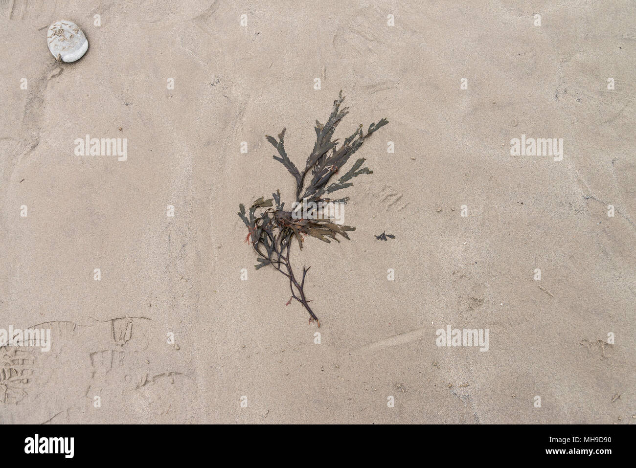 A piece of seaweed on wet sand Stock Photo - Alamy