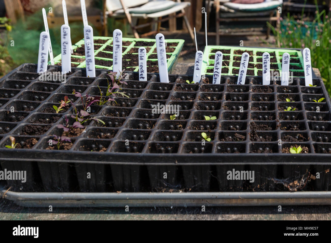 Seed trays with seedlings in a polytunnel potting shed Stock Photo - Alamy