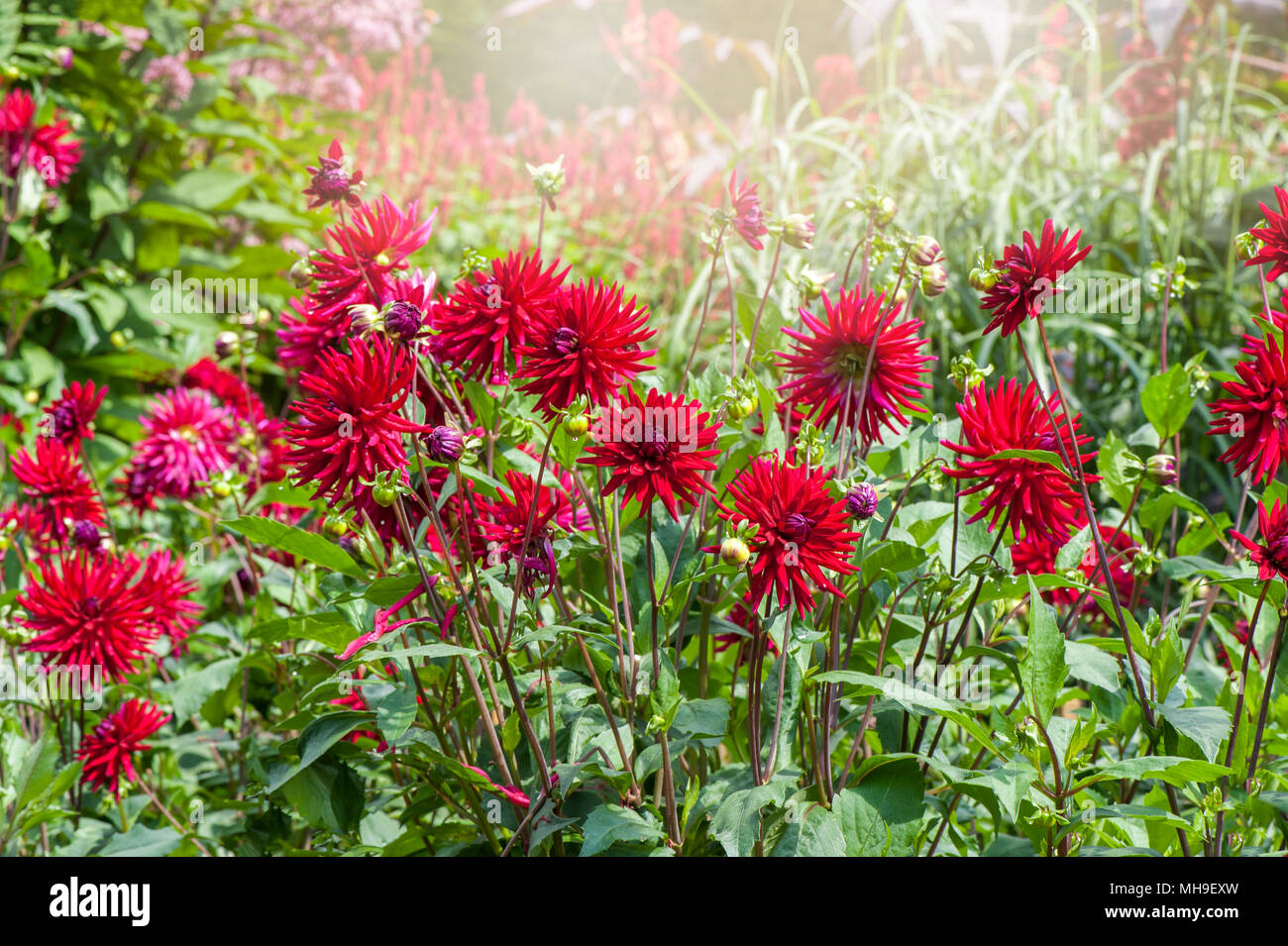 The Vibrant red, summer flowers of Dahlia 'Doris Knight' taken in hazy ...
