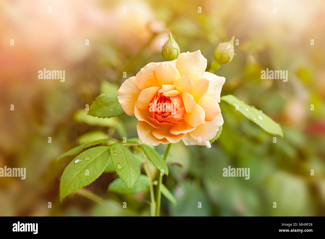 Close-up image of the beautiful, summer flowering, peach coloured, Rose ...