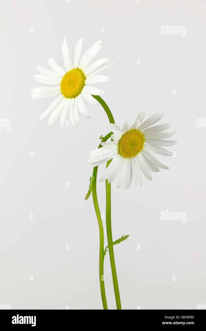 Two daisy hi-res stock photography and images - Alamy