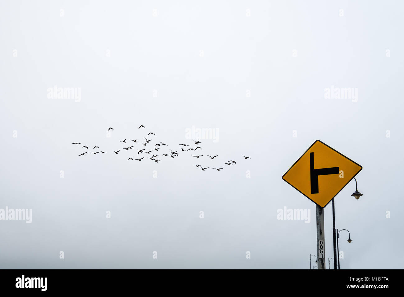 Yellow directional sign and flock of birds against sky. Business ...