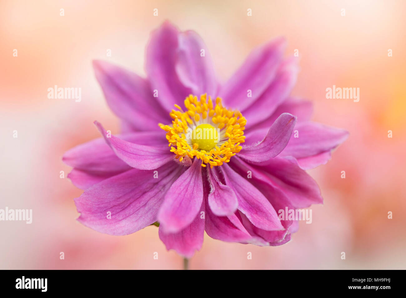 Close-up image of the beautiful summer flowering, pink Japanese Anemone ...