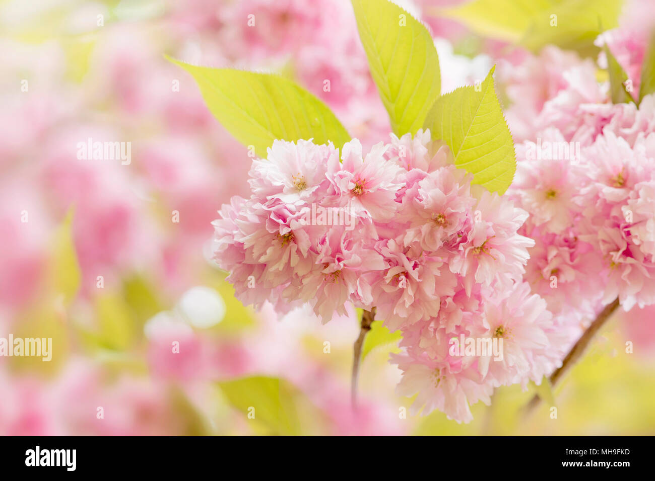 Beautiful soft pink, spring, cherry blossom flowers of Prunus 'Kanzan ...