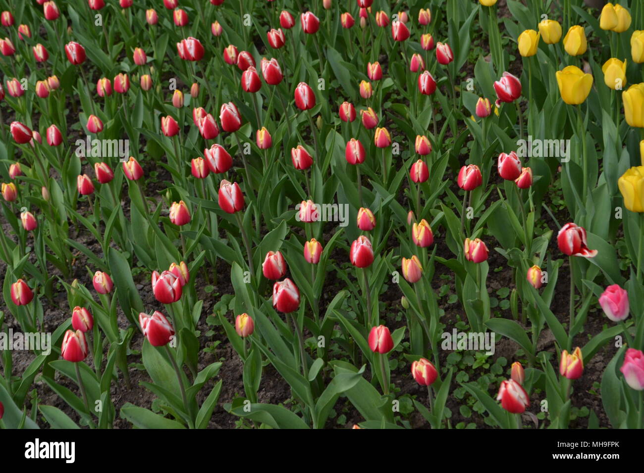 red tulip field background Stock Photo - Alamy
