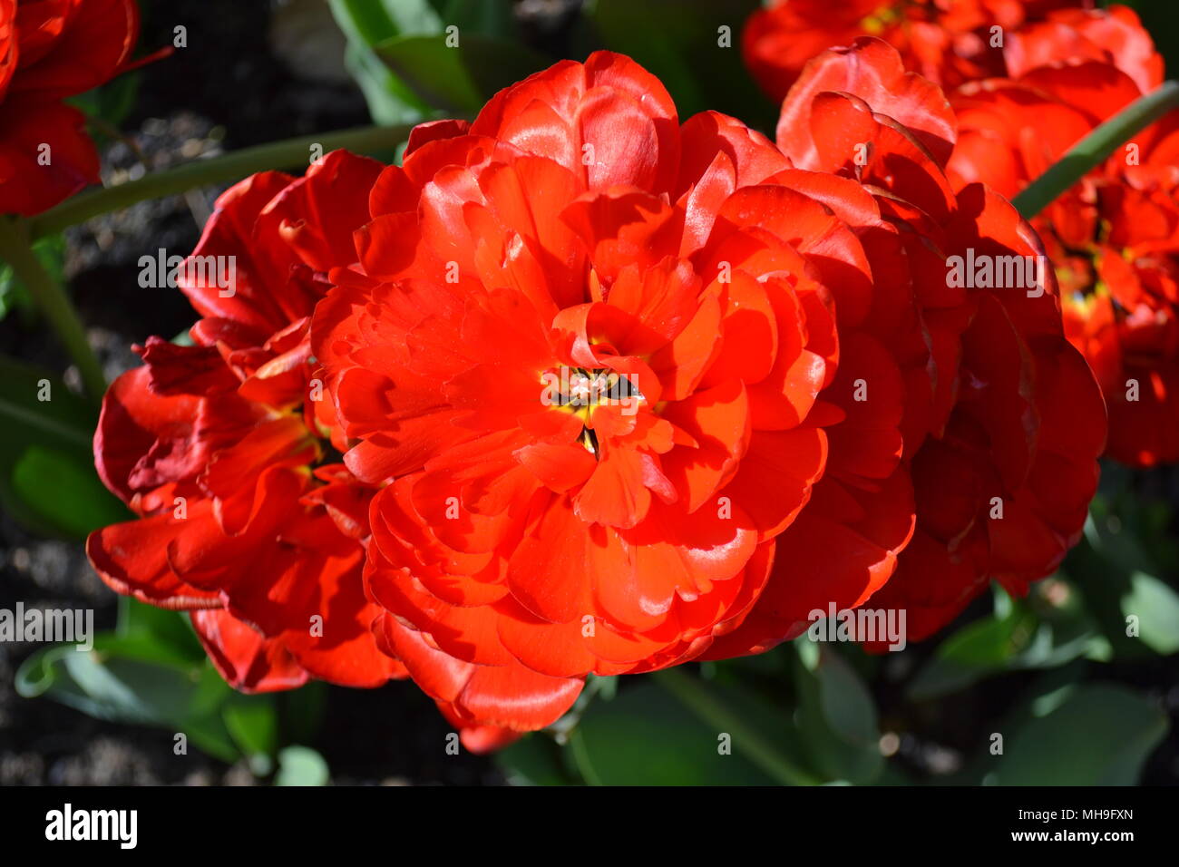 closeup view of big red floribunda Stock Photo - Alamy