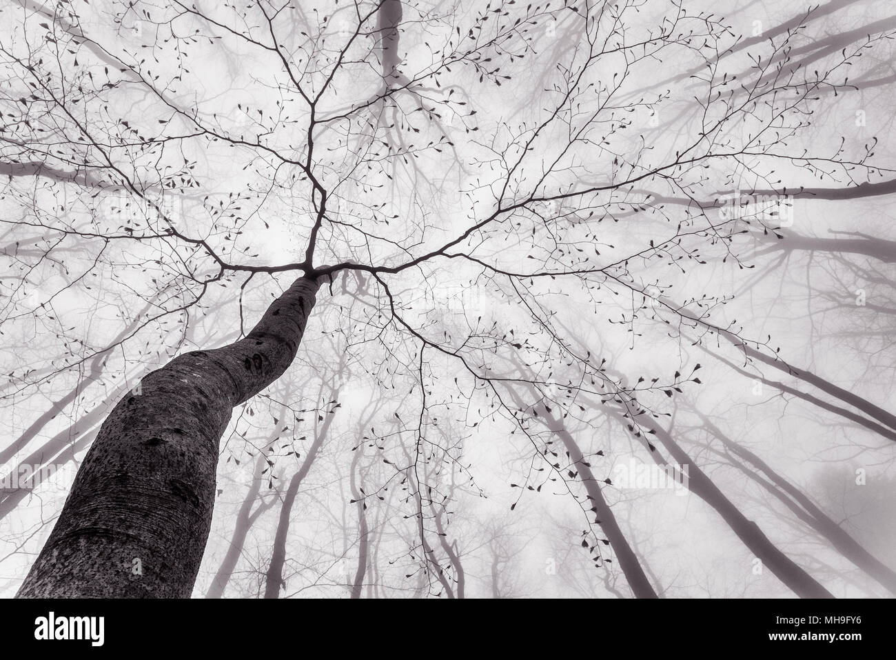 Beech crown hi-res stock photography and images - Alamy