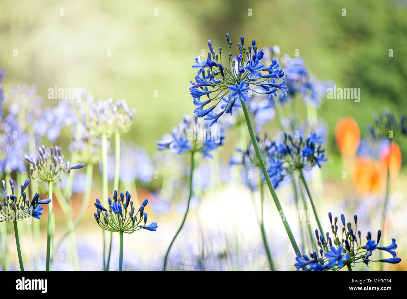 Close-up image of summer flowering blue Agapanthus flowers (African ...