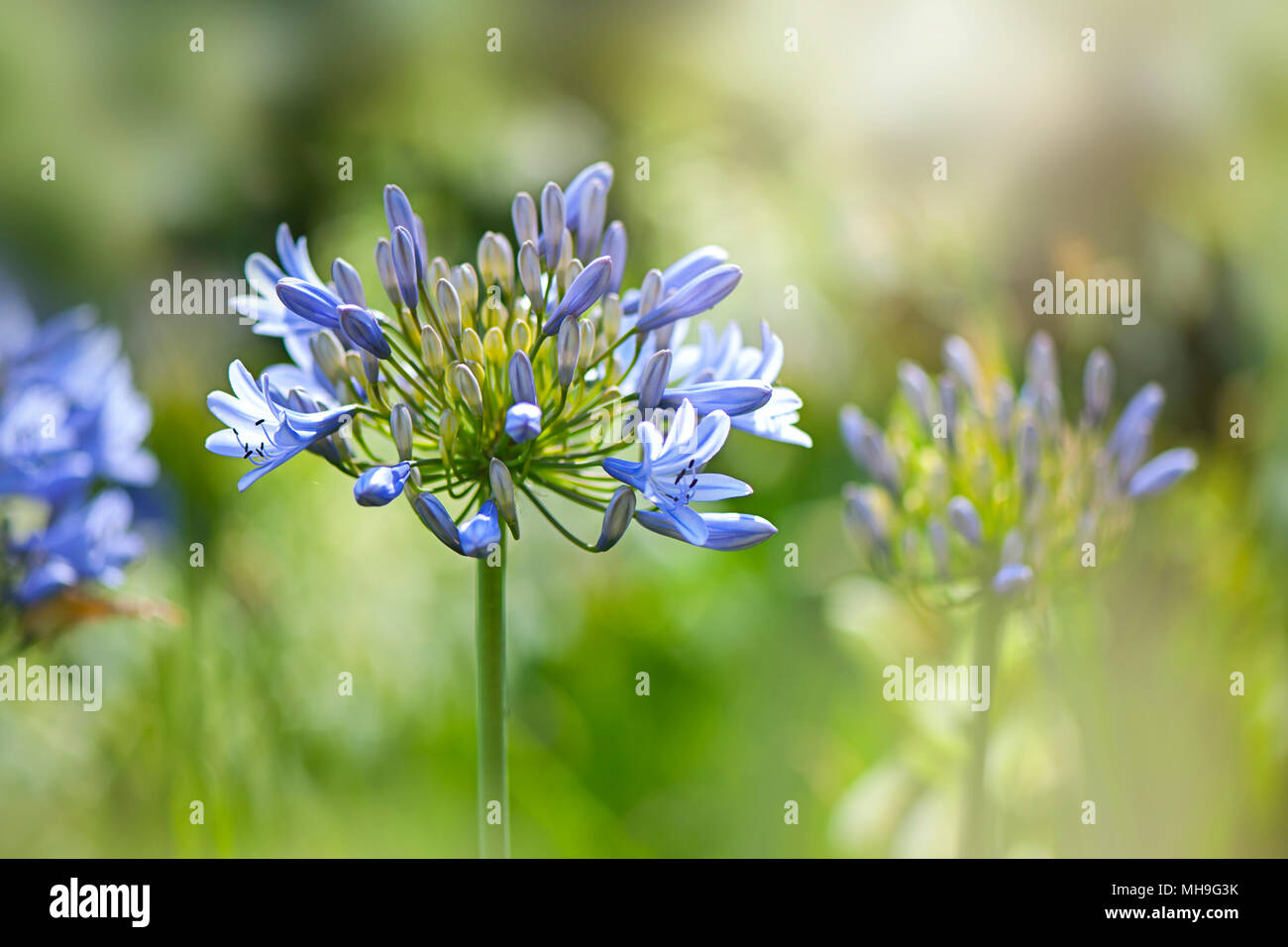 Close-up image of summer flowering blue Agapanthus flowers (African ...