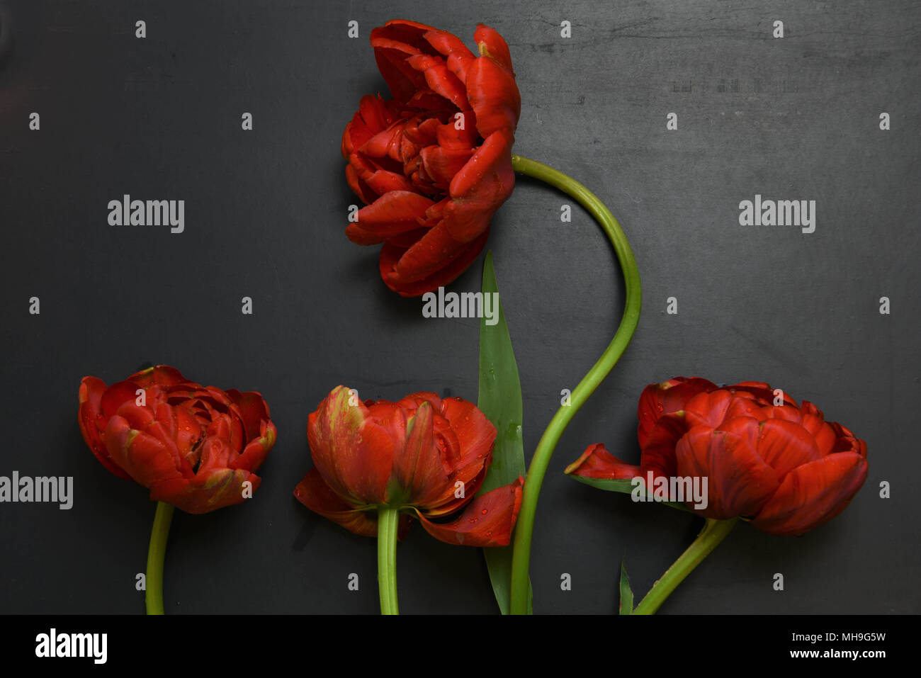 Real life tulips hi-res stock photography and images - Alamy