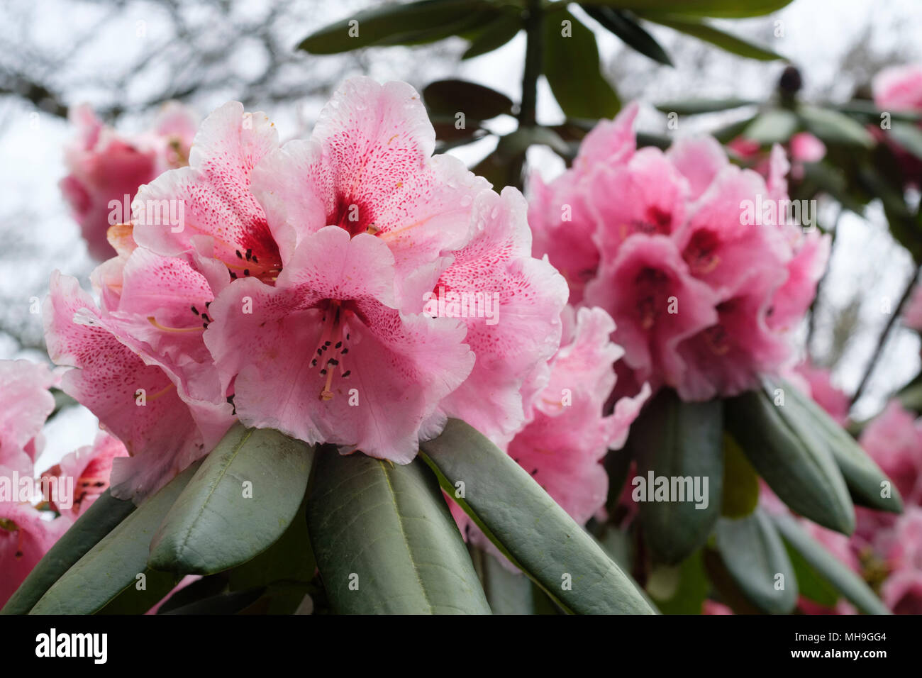 Lady linlithgow hi-res stock photography and images - Alamy