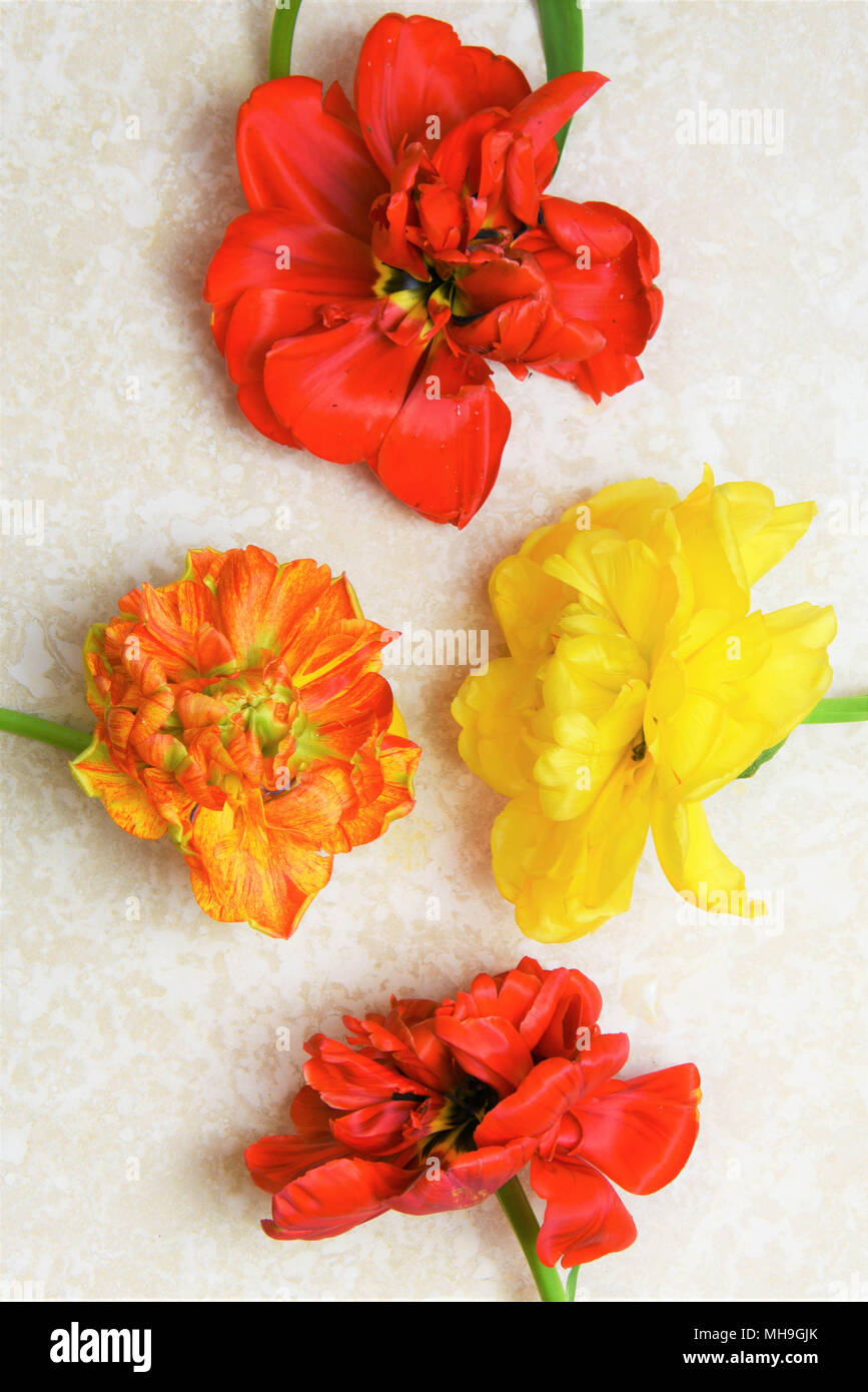 Flat lay flowers summer hi-res stock photography and images - Alamy