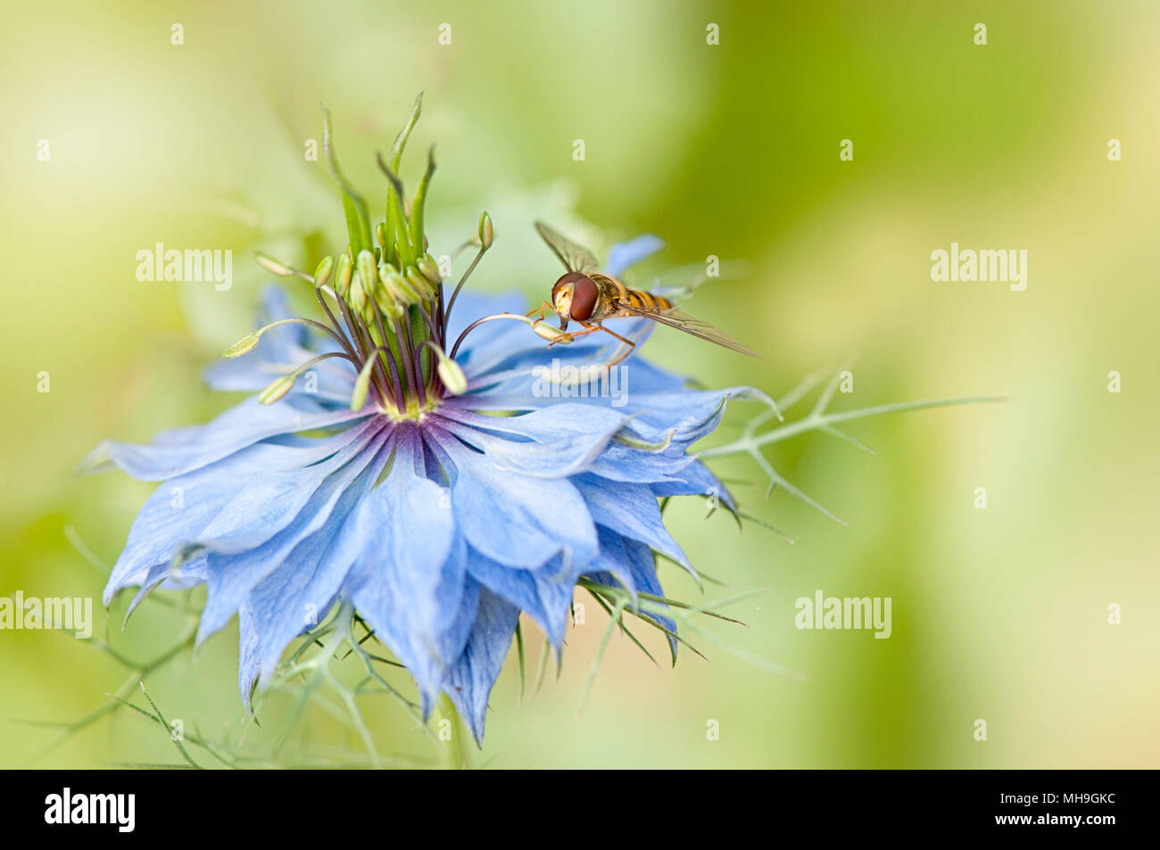 Hover-fly collecting pollen from a spring, blue, Love in a mist flower ...