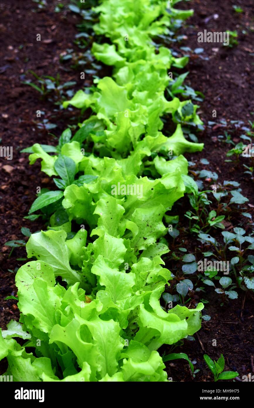 Lettuce row garden hi-res stock photography and images - Alamy